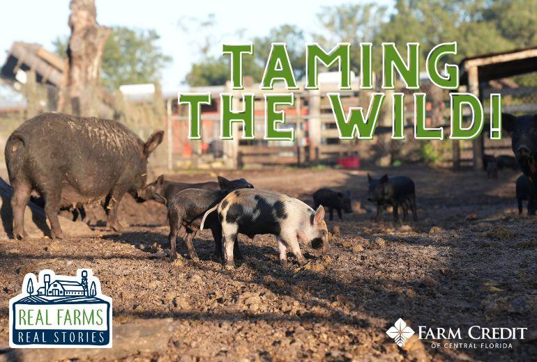 Taming the Wild: The Inspiring Journey of Shogun Farms and the Fay Family | Farm Credit of ...